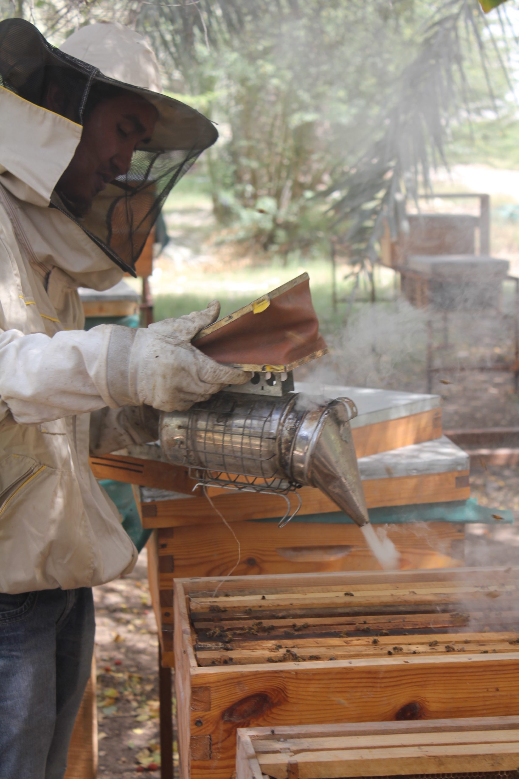 The Honey Trap EcoSouk